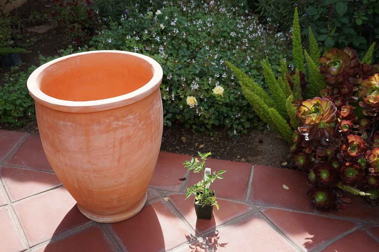 Growing Tomatoes in Pots
