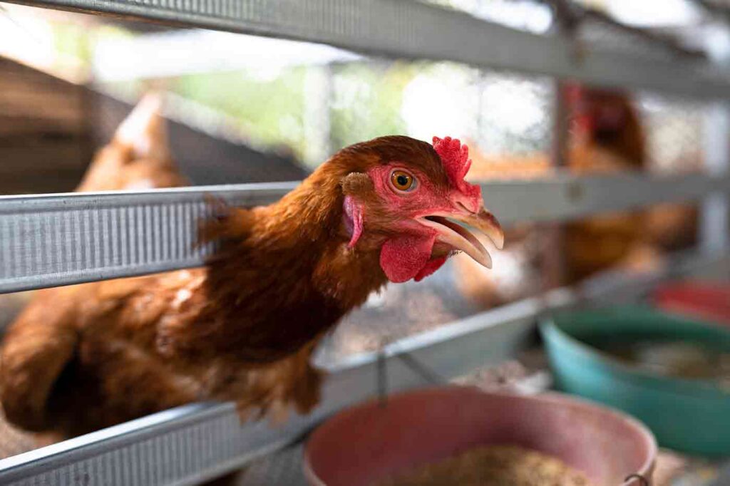 Factory Farms Manufacture Animals | Joivert
